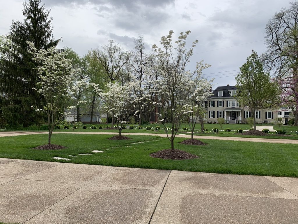 Landscaping - Trees 1 - Lawn Masters
